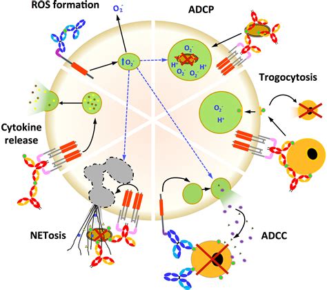 Frontiers Antibody Fc Chimerism And Effector Functions When Igg Takes Advantage Of Iga