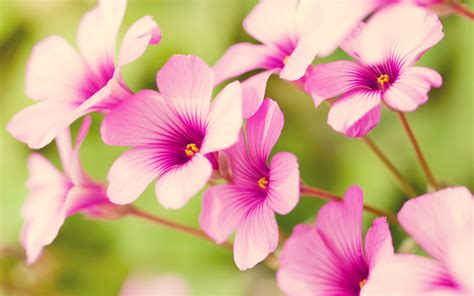 Cool Flower Backgrounds 56 Images