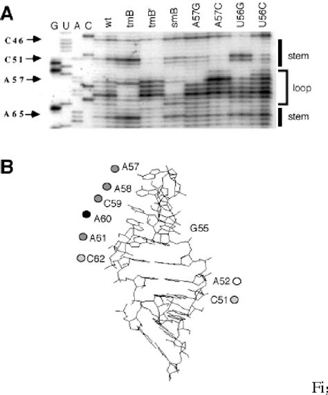 Figure 1 From Use Of Dimethyl Sulfate To Probe Rna Structure In Vivo Semantic Scholar