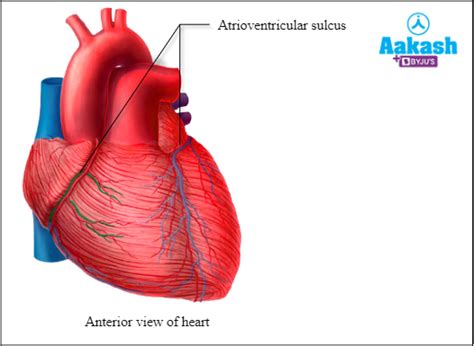 Human Heart In Biology Definition Types And Importance Aesl