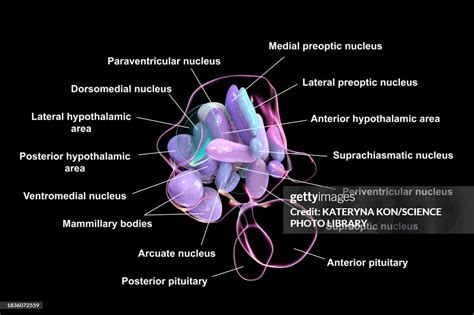 Hypothalamic Nuclei Illustration High Res Vector Graphic Getty Images