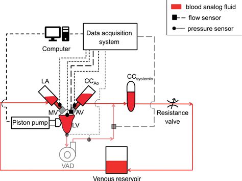 validation of a multiscale computational model using a mock asaio