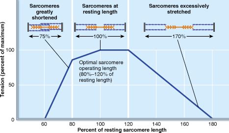 Muscle Muscle Tissue Week C Flashcards Quizlet
