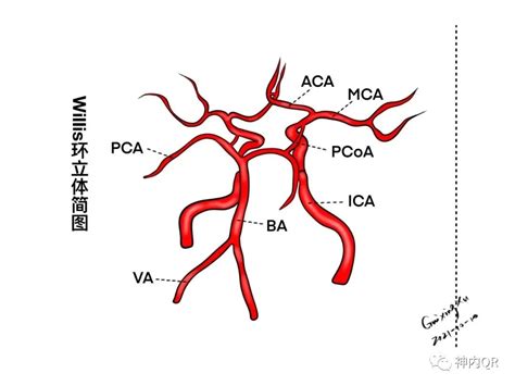 脑血管解剖【精品手绘 徐桂兴】 Medsci Cn