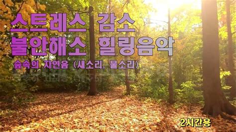 스트레스 감소 불안해소 이명완화 숲속의 자연의 소리물소리healing Music 4k To Reduce Stress Sounds Of Nature In The