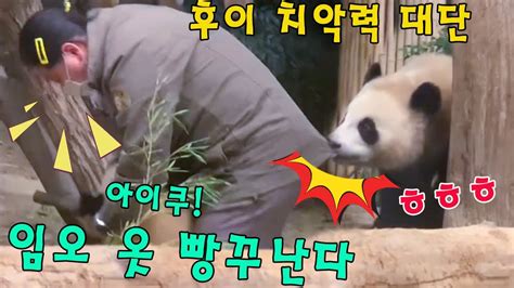 💥아이고💥 후이바오 가 갑자기 화를 내며 이빨로 오바오의 옷을 찢어버렸어요 😱 오바오 는 어찌할 바를 몰라 하며 한숨을 쉬듯이 아이쿠 후야 임오 옷 찢어져용뇽뇽라고