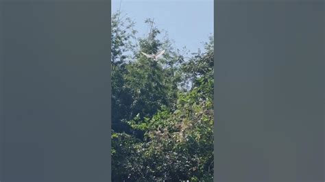 바람부는 나무위에서 날개짓을 쉬지않는 새한마리 Youtube