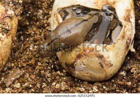 Python Reticulata Images Stock Photos D Objects Vectors Shutterstock