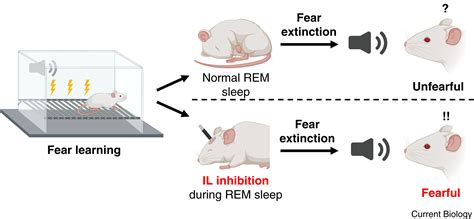 Rem Sleep Out Dreaming Fear Current Biology