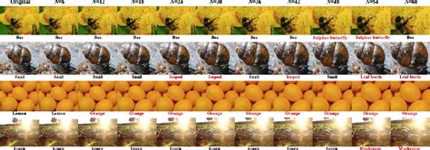Figure 3 From Impact Of Scaled Image On Robustness Of Deep Neural