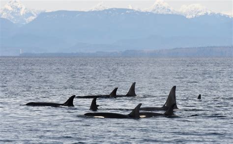 A Killer Reveal Innovative Methods Help Researchers Determine Whale Sex Canada News Media