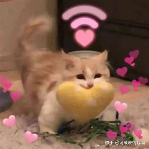 我嘞个豆~ 知乎