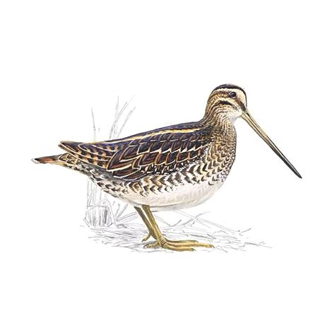 Snipe Bird Facts Gallinago Gallinago