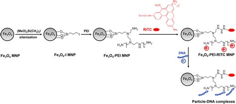 Schematic Diagrams Of Particle Synthesis And Basic Design Download Scientific Diagram