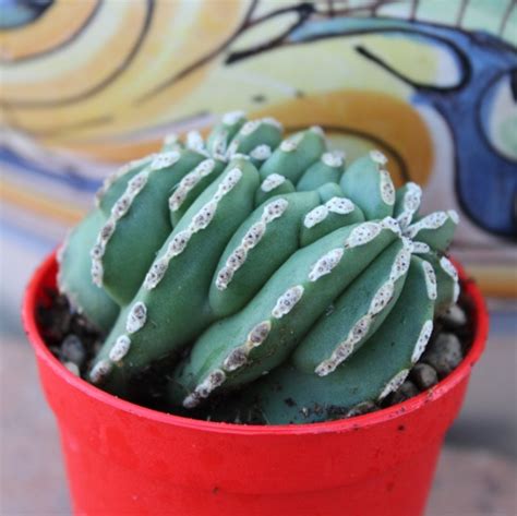Marginatocereus Marginatus Crestato La Boutique Del Verde
