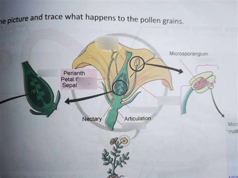 Parts Of A Flower Diagram Quizlet