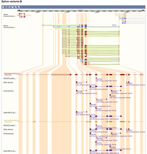 Genome Browsing And Visualization Ensembl Griffith Lab