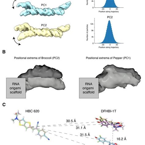 Cryo Em Structure Of Pepper And Broccoli Aptamers In Apo And Bound States Download Scientific