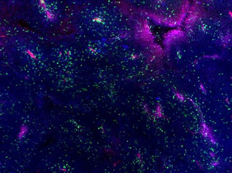 Mitochondrial Reprogramming Increases Antitumor Immune Response Bioworld