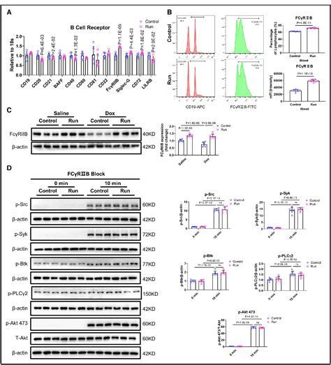 Figure 5 From Exercise Inhibits Doxorubicin Induced Cardiotoxicity Via Regulating B Cells