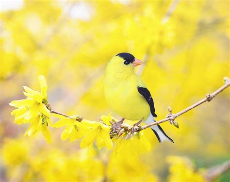 개나리 Hd 바탕 화면 배경 화면 무료 다운로드 Wallpaperbetter