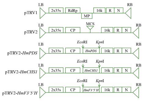 Virus Induced Gene Silencing Vigs In Hydrangea Macrophylla And Functional Analysis Of Hmf3′5′h