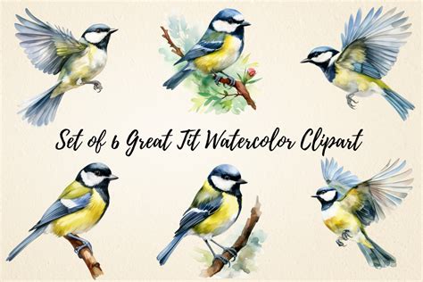 Great Tit Watercolor Clipart Graphic By Pcudesigns · Creative Fabrica