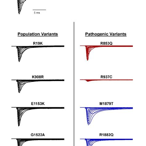 Functional Validation Of A Training Set Of Nav12 Variants Average
