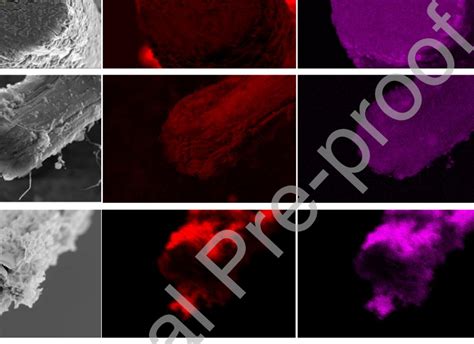 Cross Sectional Sem Micrographs And K Edge Maps Of Intercalated Cf