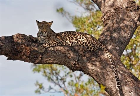 Leopards Are Often Spotted In Trees Heres Why African Wildlife Report