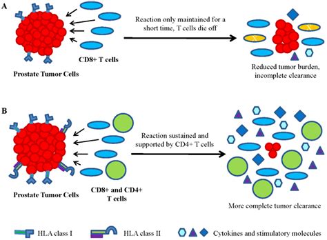 Requirement Of Both Cd4 And Cd8 T Cells In The Induction Of Download Scientific Diagram