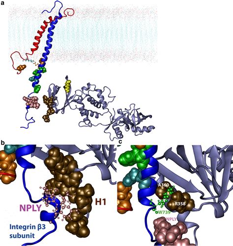On The Activation Of Integrin αiibβ3 Outside In And Inside Out Pathways Biophysical Journal