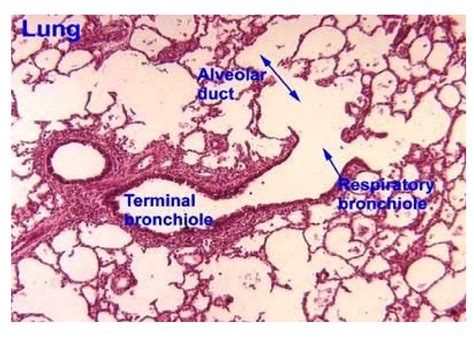 Respiratory System Histology Pptx