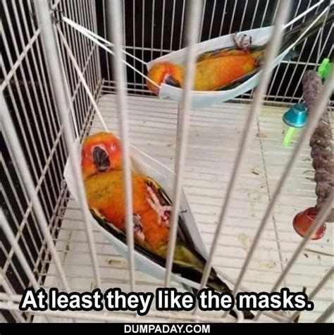 How To Tell The Sex Of Parrots 12 Steps With Pictures Artofit