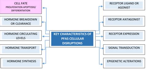The Key Characteristics Of Potential Pfas Cellular Disruptions For Download Scientific Diagram