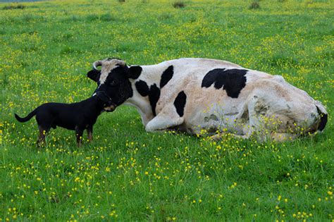 꽃이 만발한 초원에서 소와 작은 개의 독특한 상호 작용을 보여주는 훈훈한 장면이 있습니다 생동감 넘치는 녹색 잔디와 노란 꽃