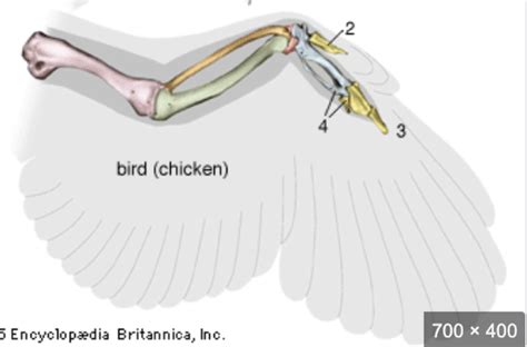 Anatomy Of Bird Wing Diagram Quizlet