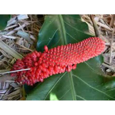 Biji Benih Bunga Anthurium Jemani Gelombang Cinta Lazada Indonesia