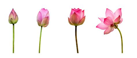 흰색 배경에 고립 된 핑크 연꽃 컬렉션 자연 개념 광고 디자인 및 조립에 대 한 파일에는 쉽게 작동할 수 있도록 클리핑 경로가