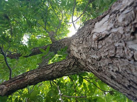 The Strength Of A Tree With Far Reaching Roots And Heavy Branches Stock Photo Image Of Bright