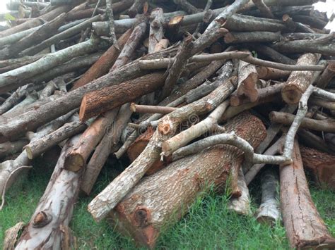 Illegal Logging Piles In Indonesia Stock Image Image Of Piles Twig