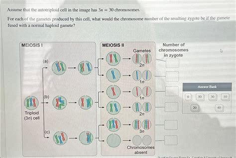 Solved Assume That The Autotriploid Cell In The Image Has