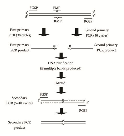 Overlapping Pcr