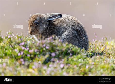 Arctic Hare Babies