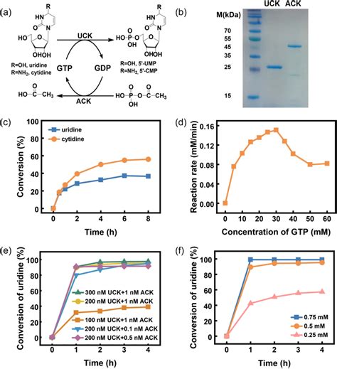 A A Schematic Of The Synthesis Of Uridine 5′‐monophosphate 5′‐ump Download Scientific