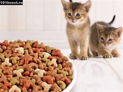 сколько кормить котенка 2 месяца | Food animals, Pets, Dog food recipes
