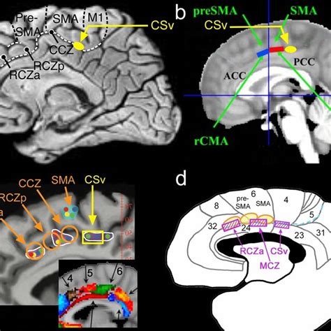 Location Of Human Csv In Relation To The Cingulate Motor Areas A
