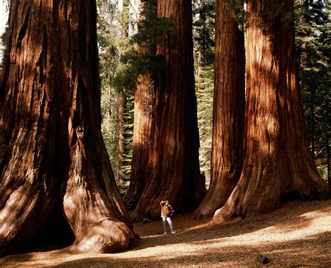 Woman Standing Amongst Giant Sequioas Photograph By Getty Images Fine