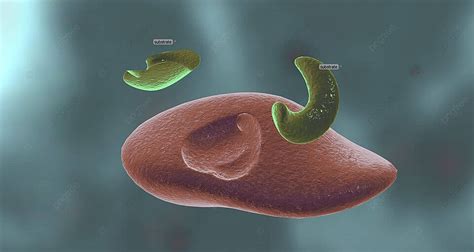 Biological Catalysts Enzymes Speed Up Chemical Reactions By Acting As