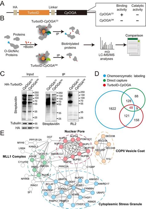Turboid Cpoga Cd Mediated Proximity Labeling Of O Glcnac Substrates In